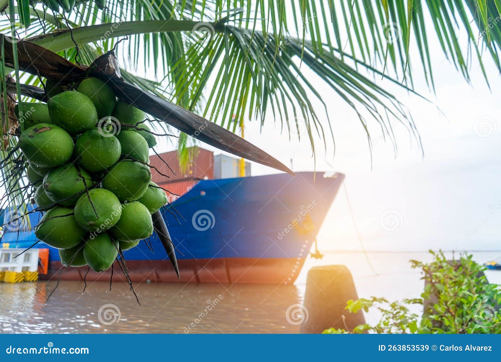Cargo Ship Carrying Merchandise through the Caribbean Sea, Coconuts is ...