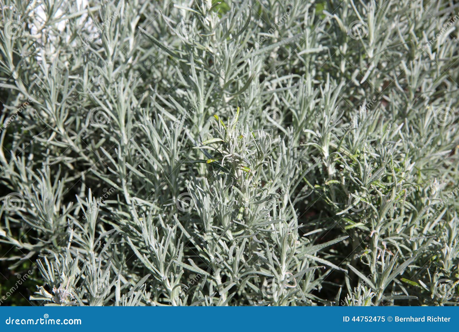 Cari Herb Plant image stock. Image of végétation, saveur - 44752475