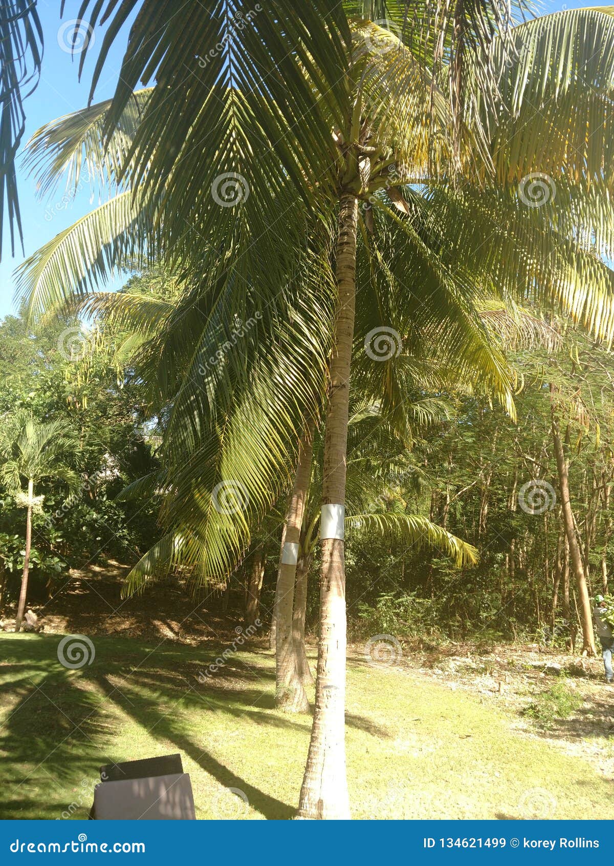Carib yard stock image. Image of trees, carib, coconut - 134621499
