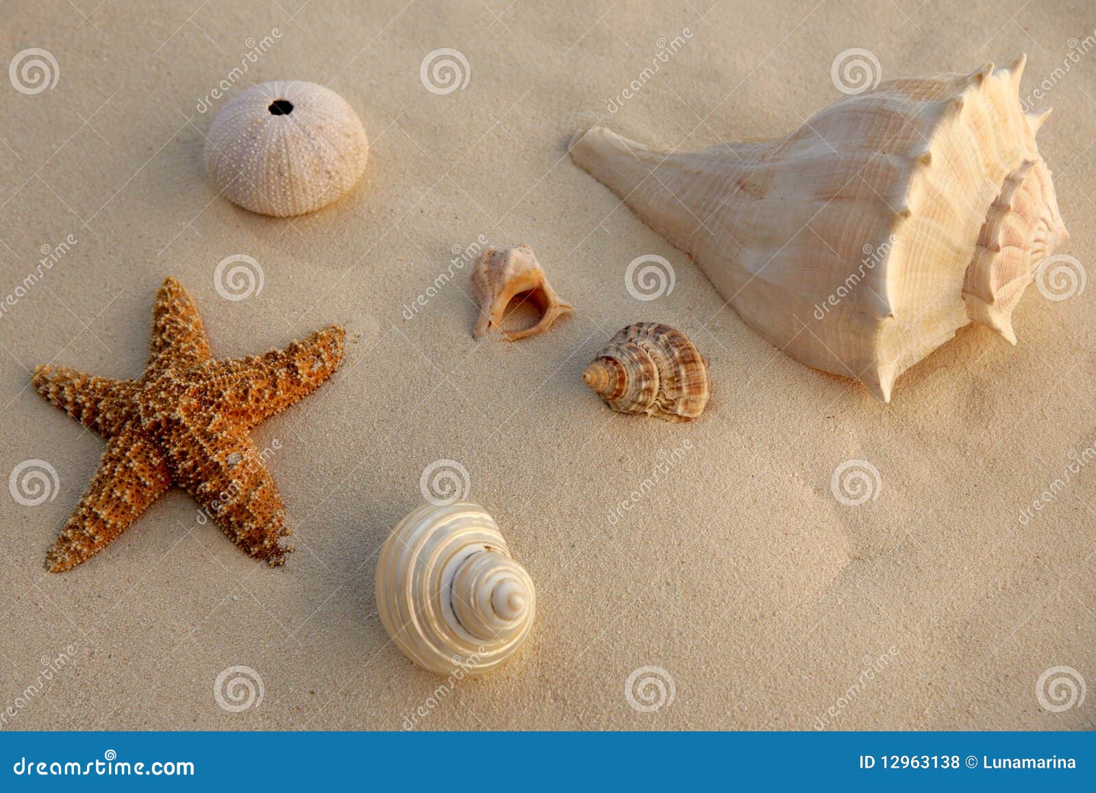 Caribbean Beach Sand with Sea Shells and Starfish Stock Photo - Image ...