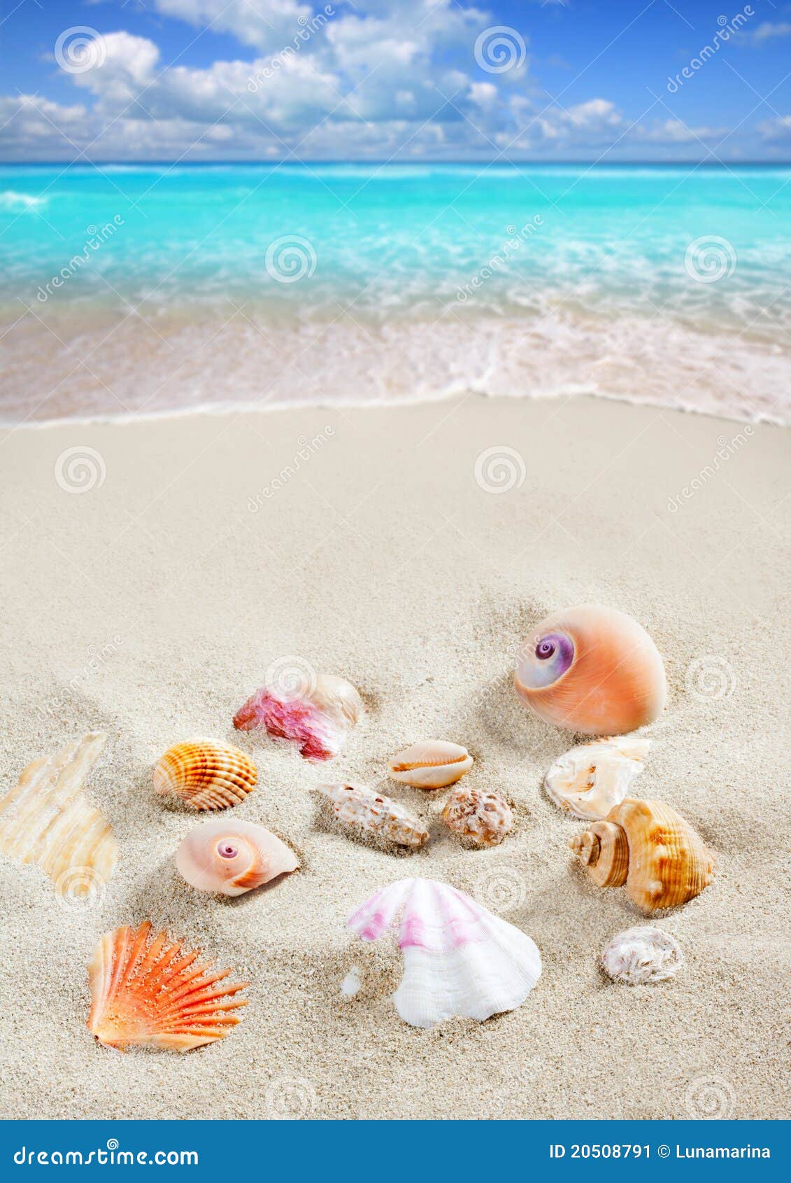 Caribbean Beach Sand Shells Tropical Stock Image - Image of shallow ...