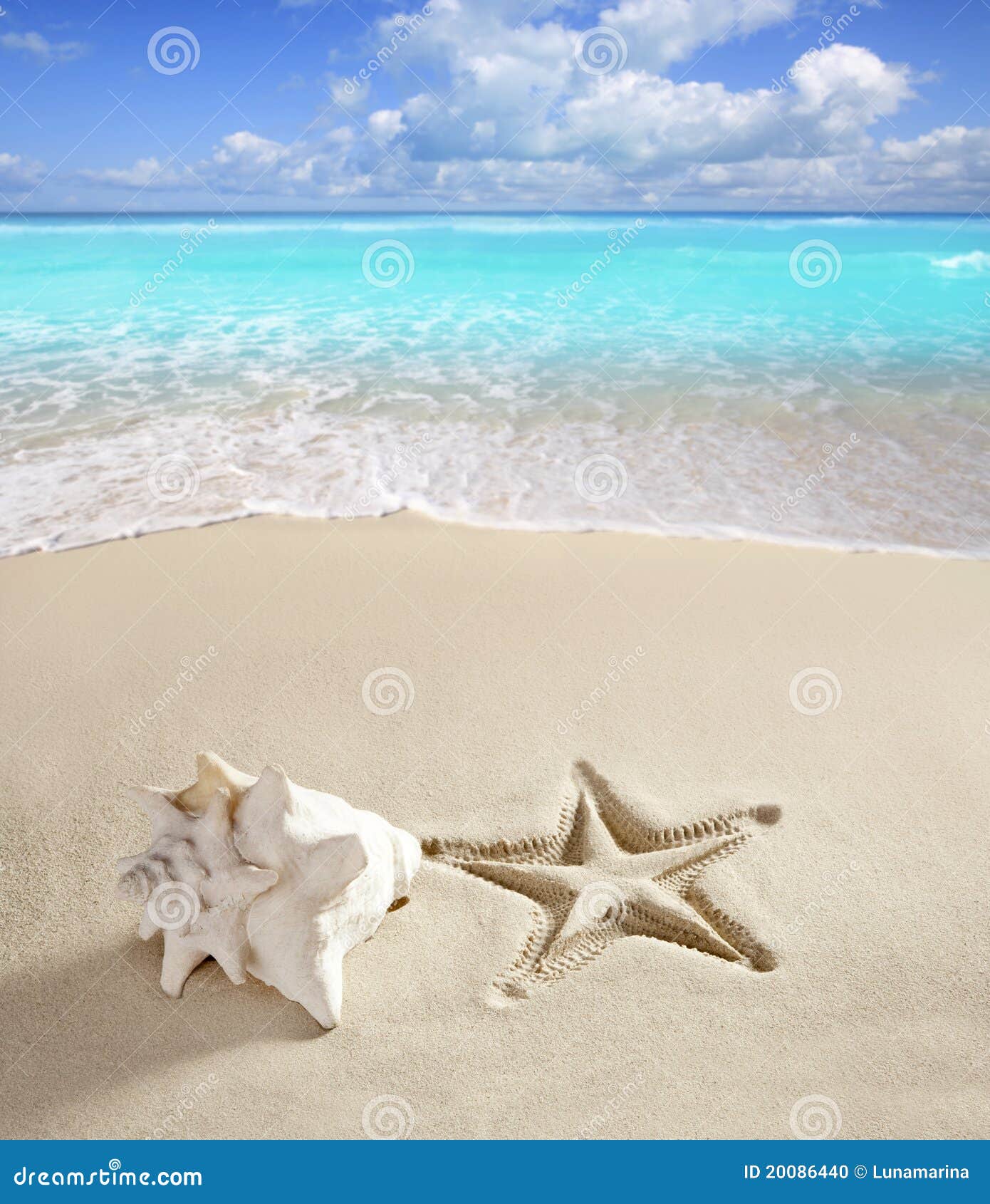 Caribbean Beach Starfish Print Shell White Sand Stock Photo - Image of ...