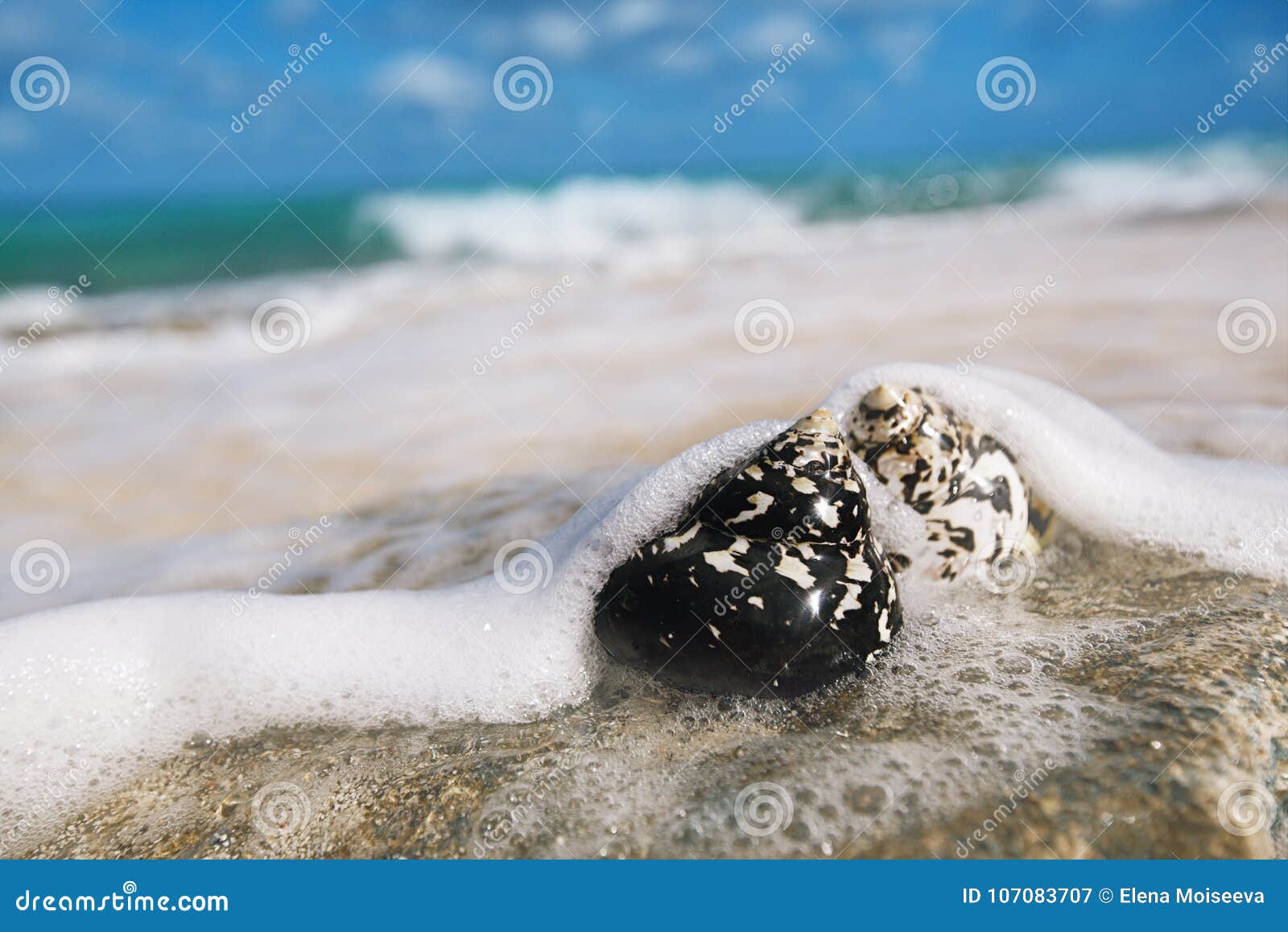 Caribbean Black Shells on Beach Stock Image - Image of live, caribbean ...