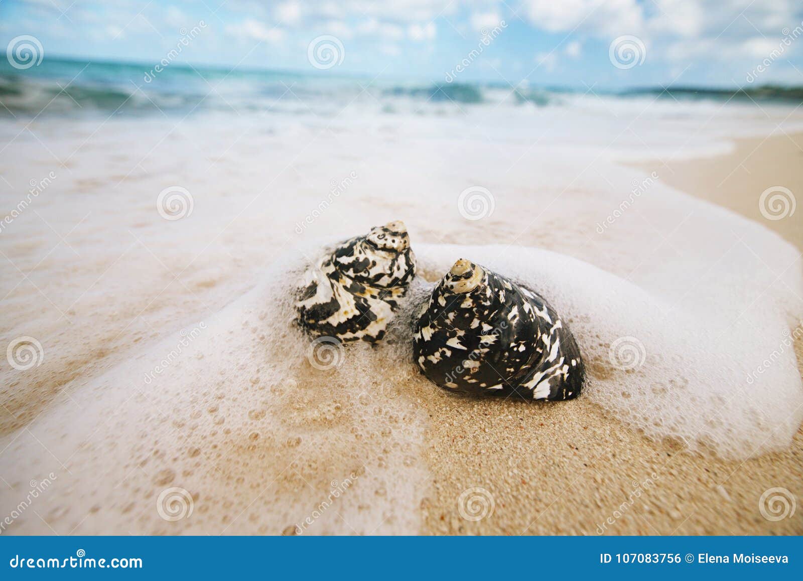 Black Shells Mytilus Galloprovincialis On The Black Sea Shores. Royalty ...