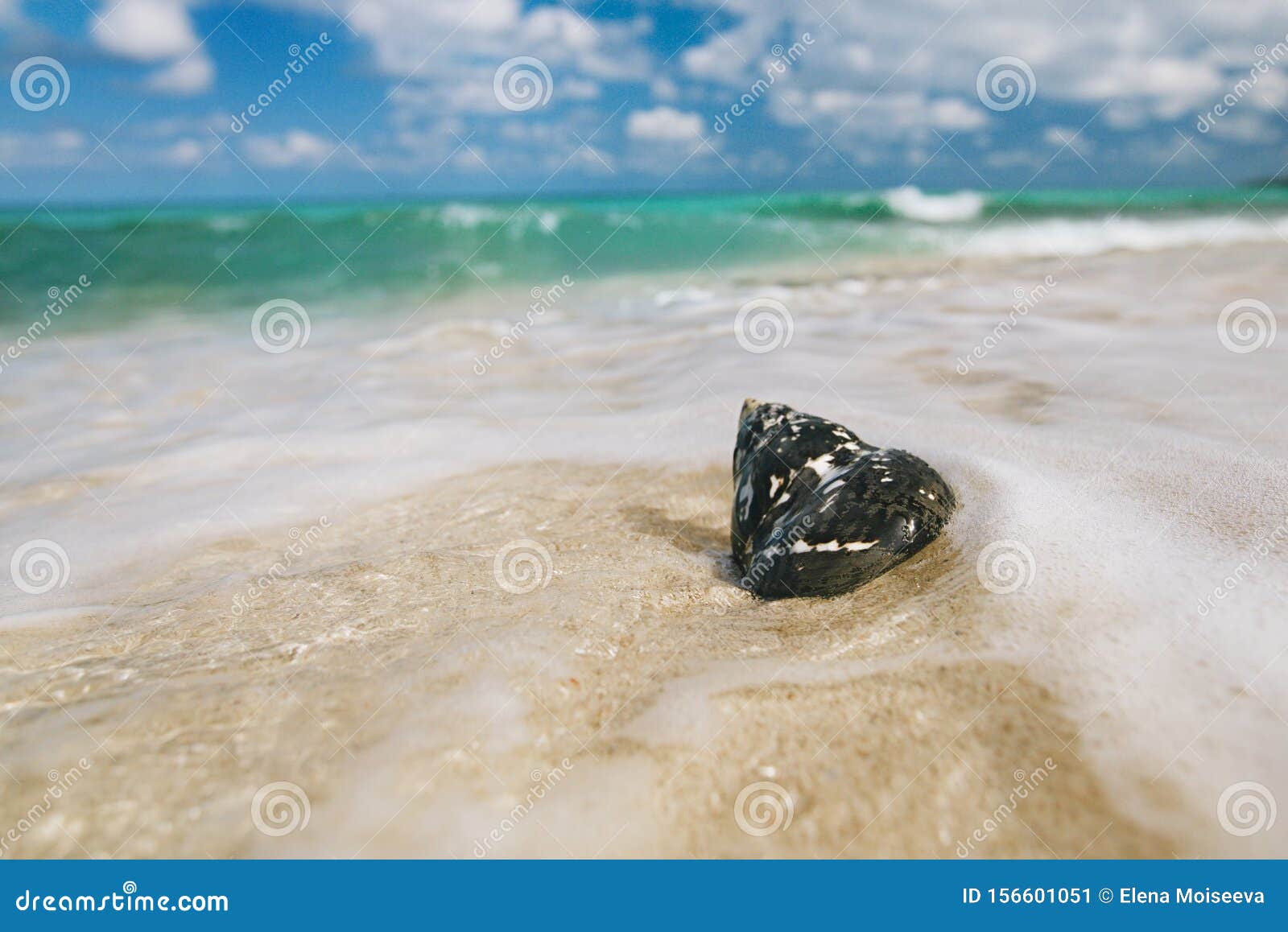 Black Shells Mytilus Galloprovincialis On The Black Sea Shores. Royalty ...