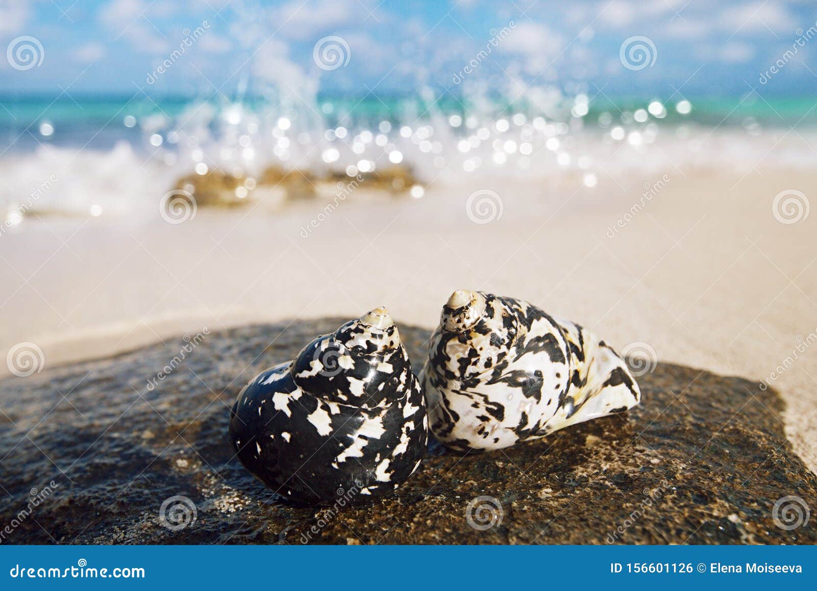 Black Shells Mytilus Galloprovincialis On The Black Sea Shores. Royalty ...