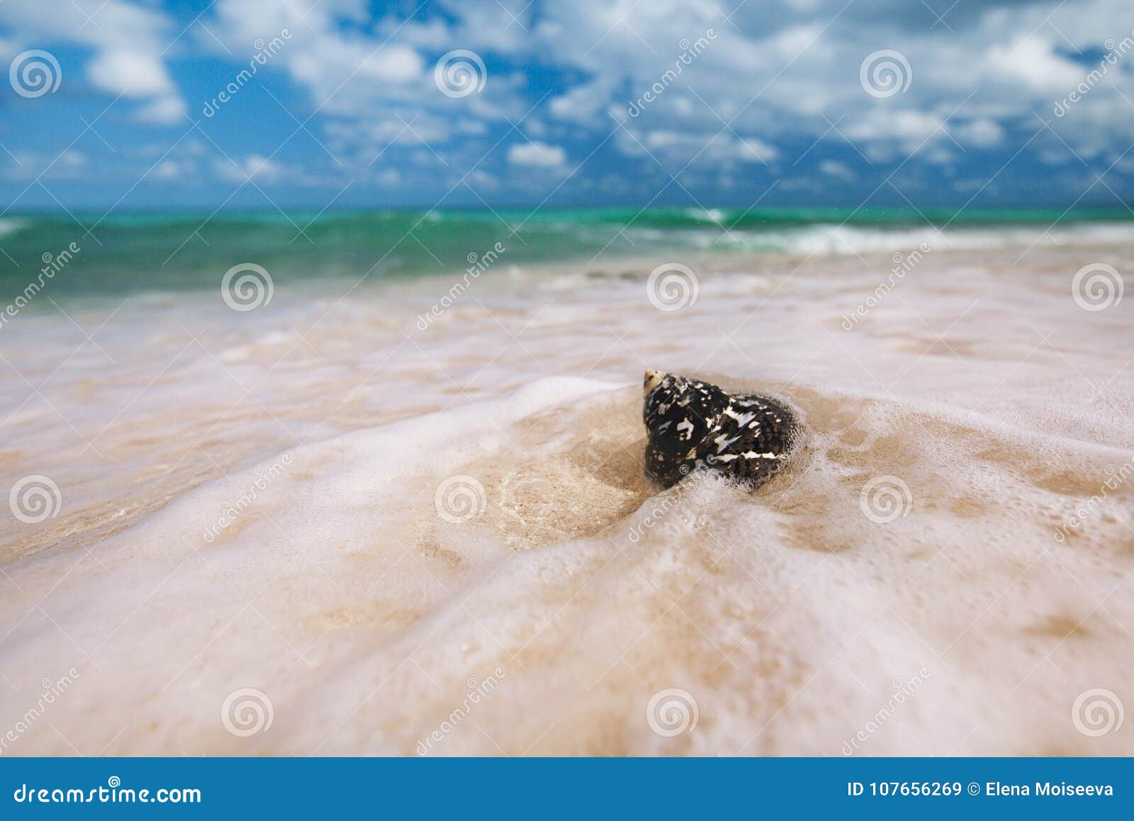 Black Shells Mytilus Galloprovincialis On The Black Sea Shores. Royalty ...