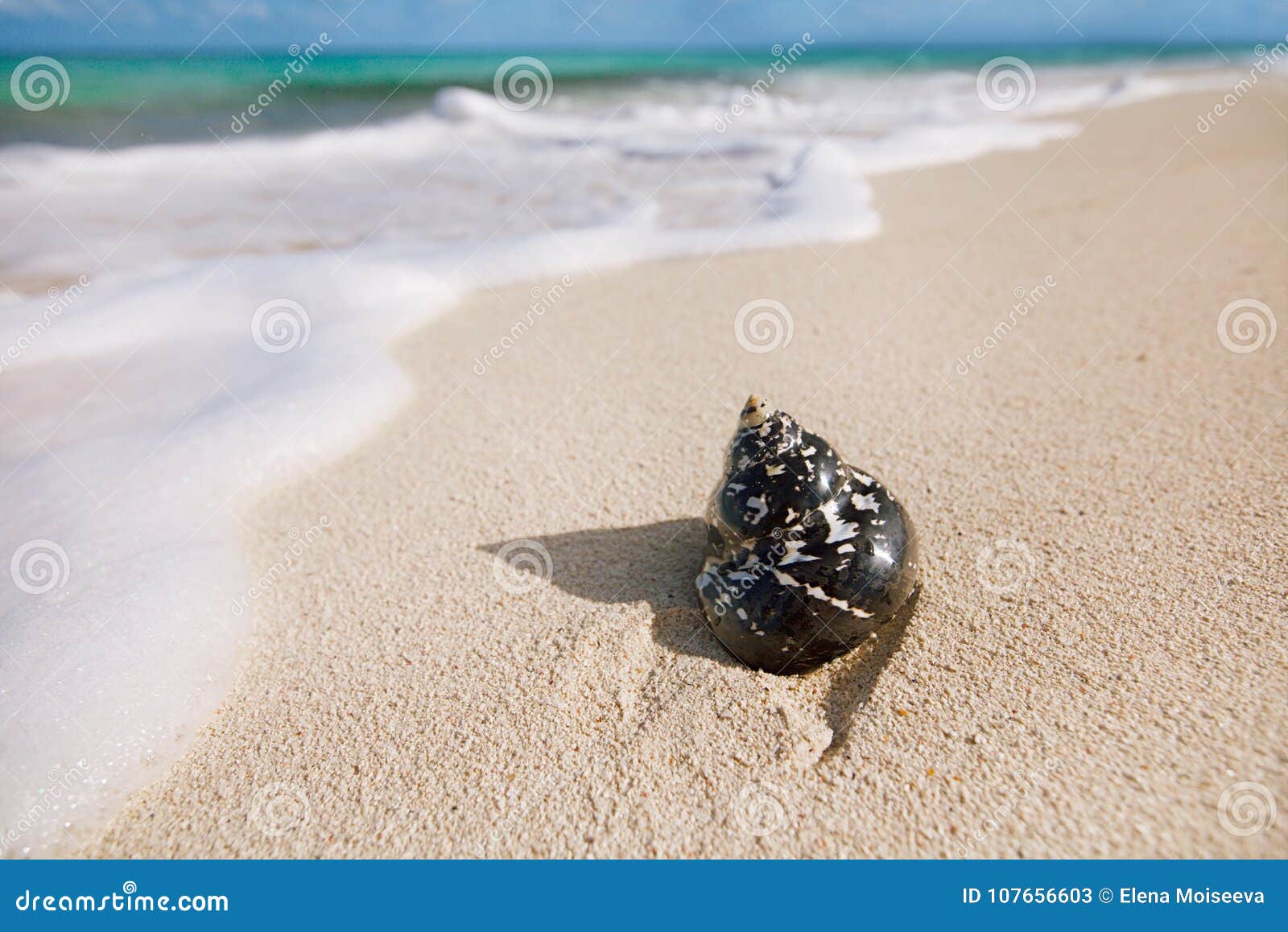 Caribbean Black Shells on Beach Stock Image - Image of caracoles, blue ...