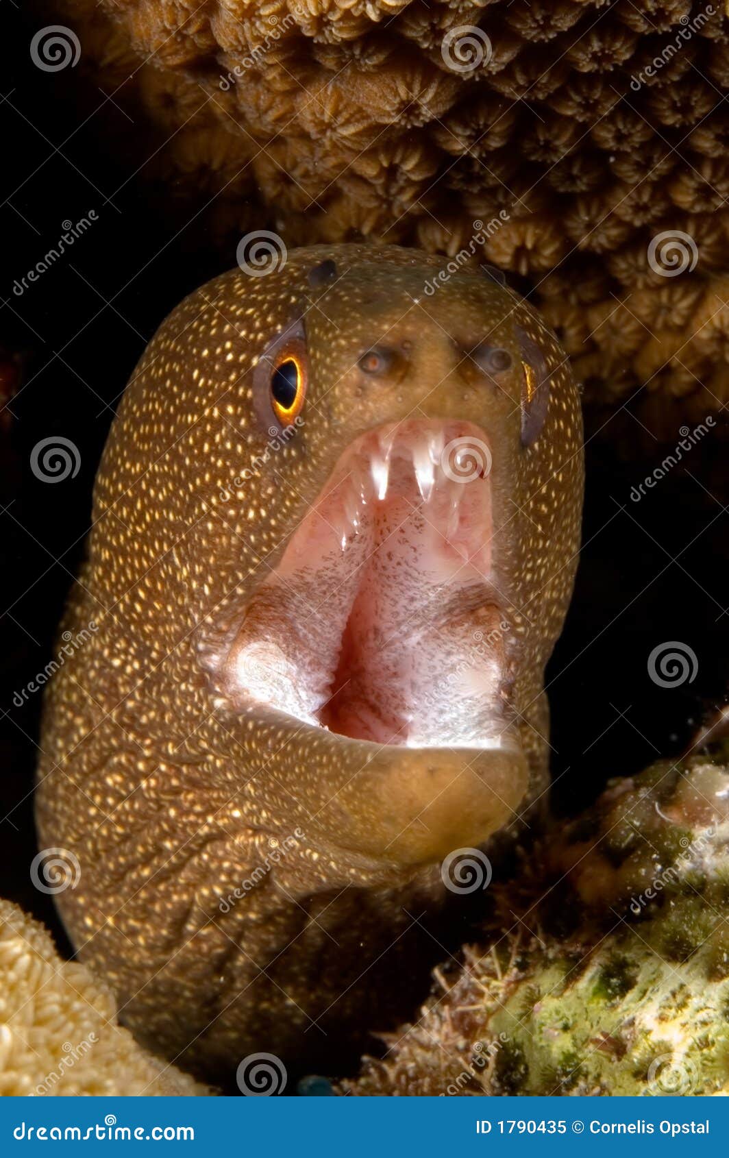 Caribbean brown moray stock image. Image of tropical, nose - 1790435