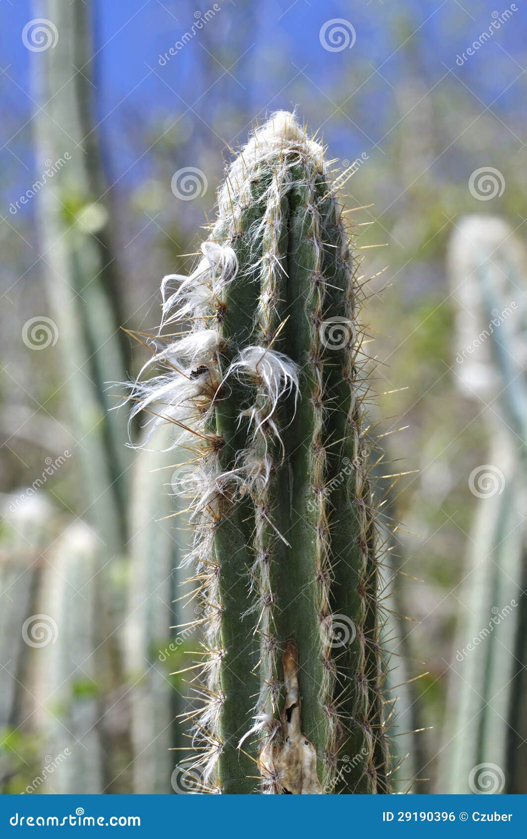 Caribbean cactus stock photo. Image of isla, caribbean - 29190396