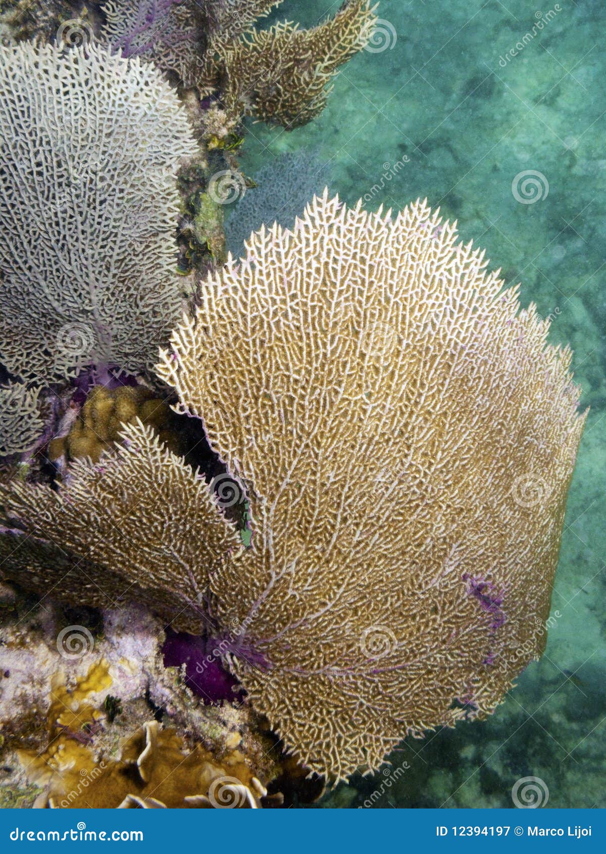 Caribbean common coral stock image. Image of alive, caribbean - 12394197