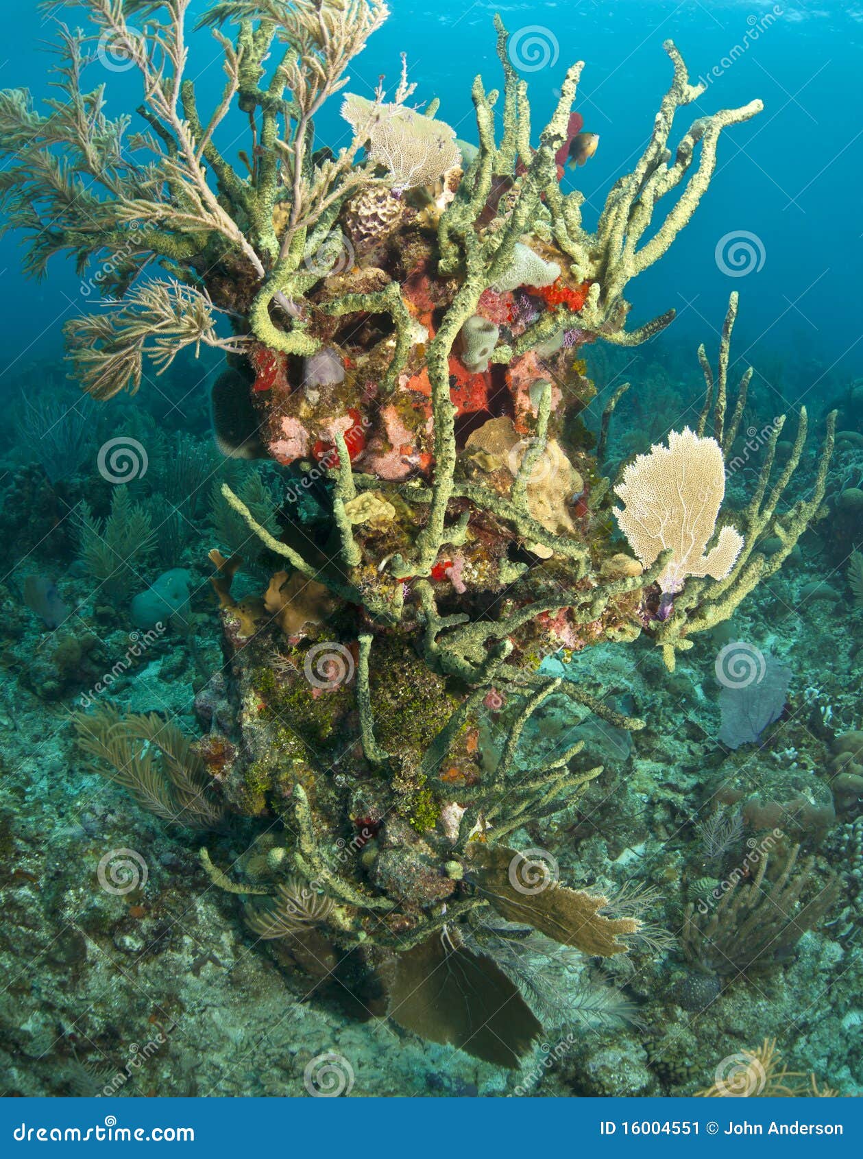 Caribbean coral reef scene stock image. Image of sponge - 16004551