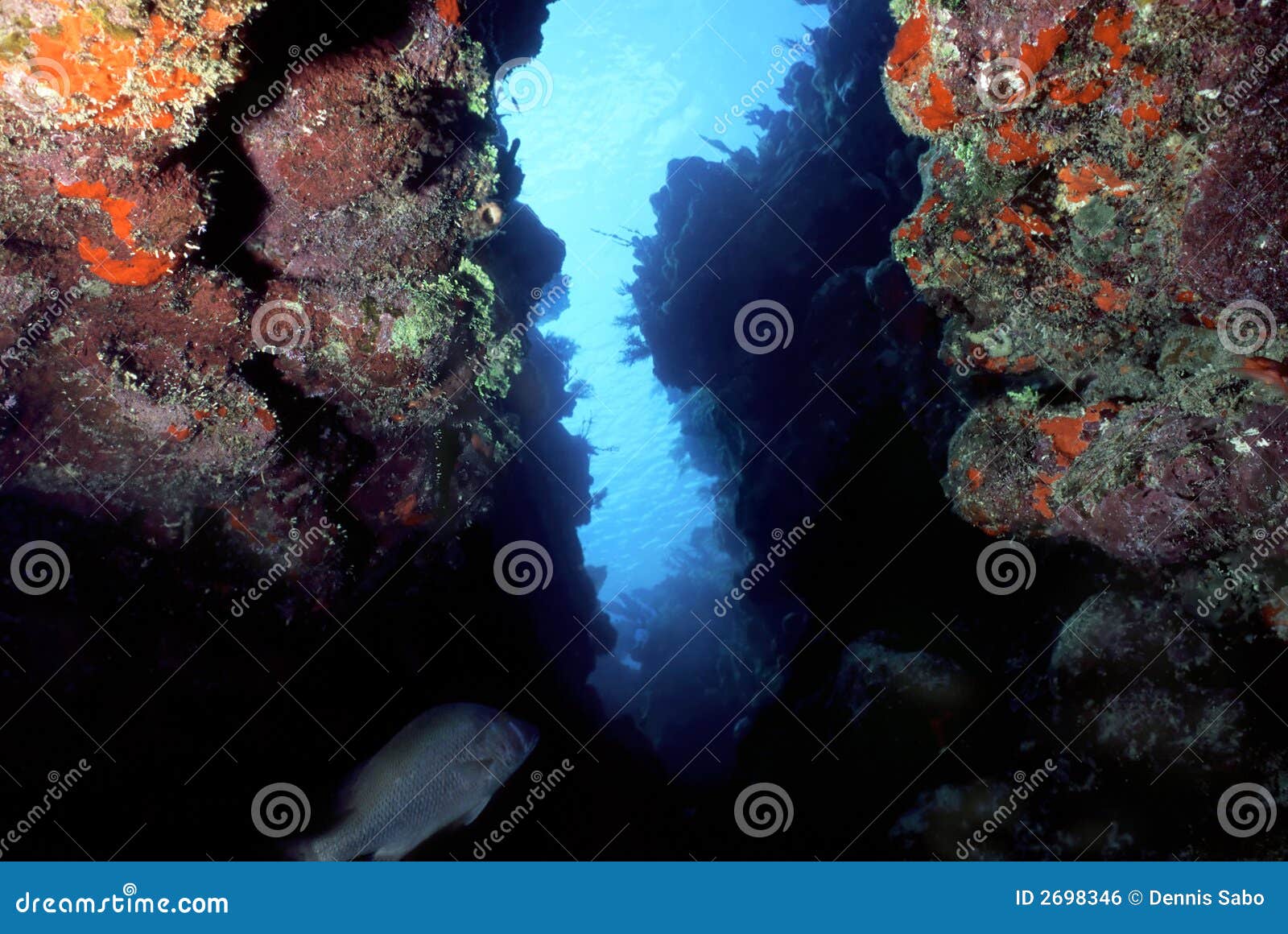 Caribbean crevice stock photo. Image of preserve, pacific - 2698346