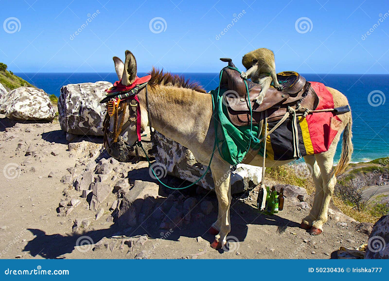 Caribbean Donkey, St Kitts and Nevis, Caribbean Stock Photo - Image of ...