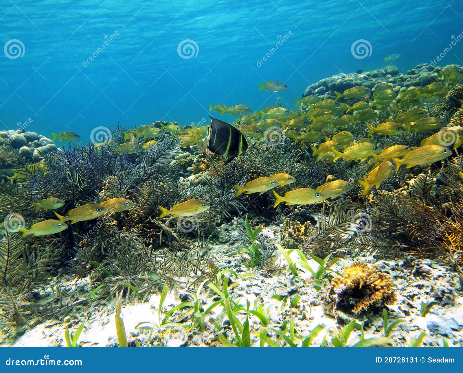 Caribbean fish in Panama stock image. Image of ocean - 20728131