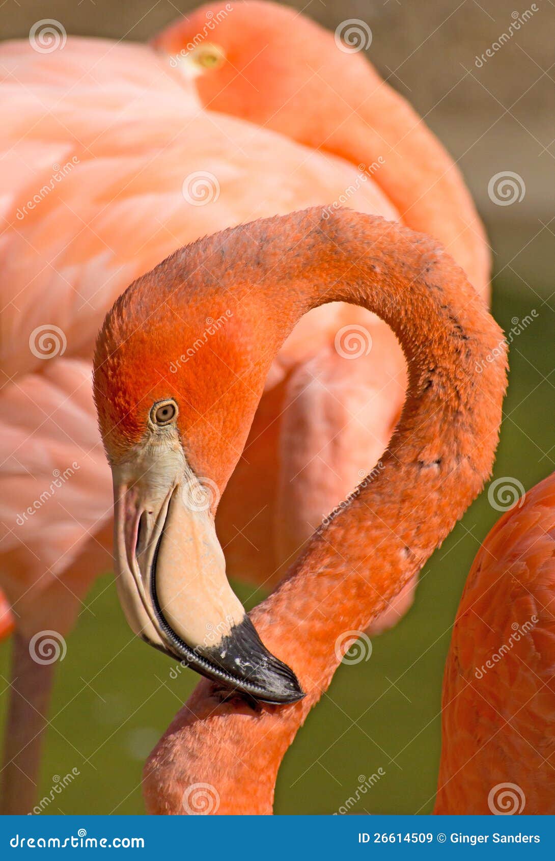 Caribbean Flamingo Curled Neck Stock Image - Image of curled, caribbean ...