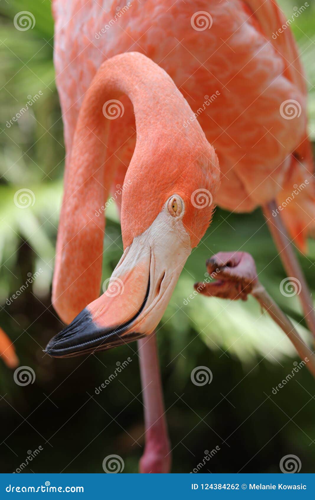 The American Flamingo stock photo. Image of wild, ruber - 124384262
