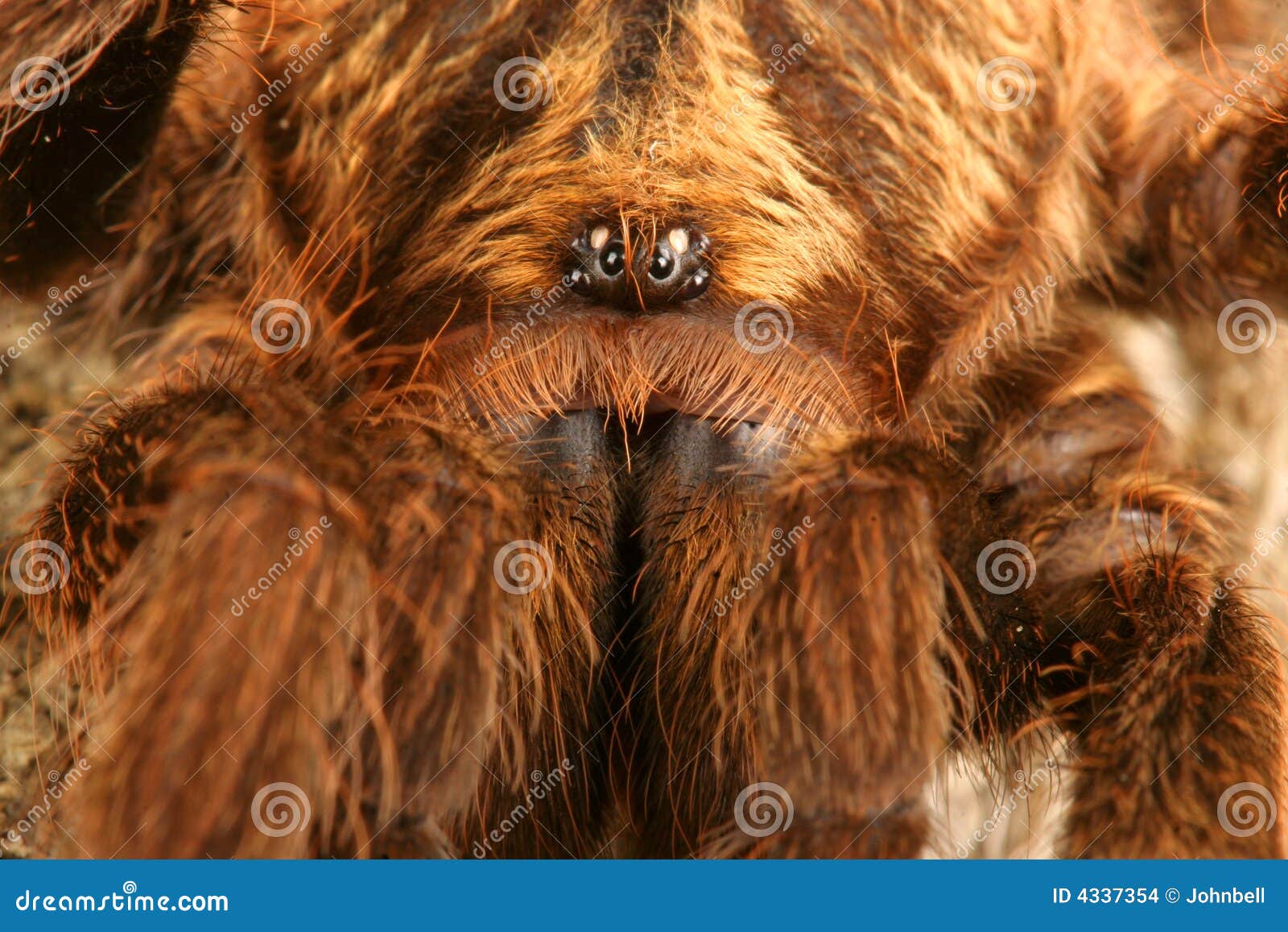 Caribbean Golden Grey Tarantula Stock Photo - Image of arachnophobia ...