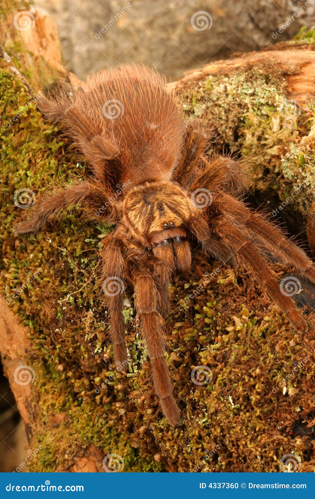 Caribbean Golden Grey Tarantula Stock Photo - Image of molt, venomous ...
