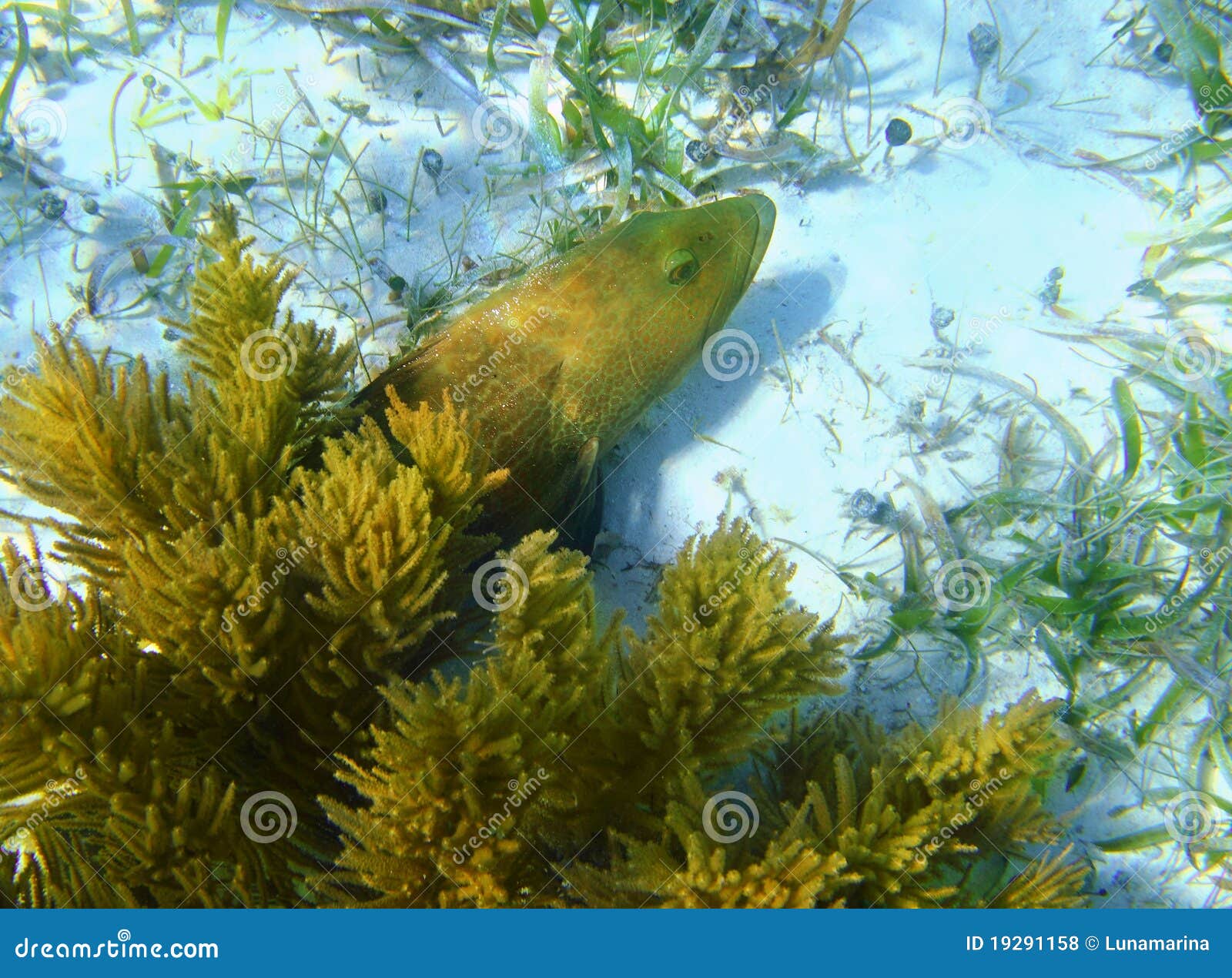 Fish Sand Smelt Swimming Underwater In The Sea Atherina Presbyter Stock ...