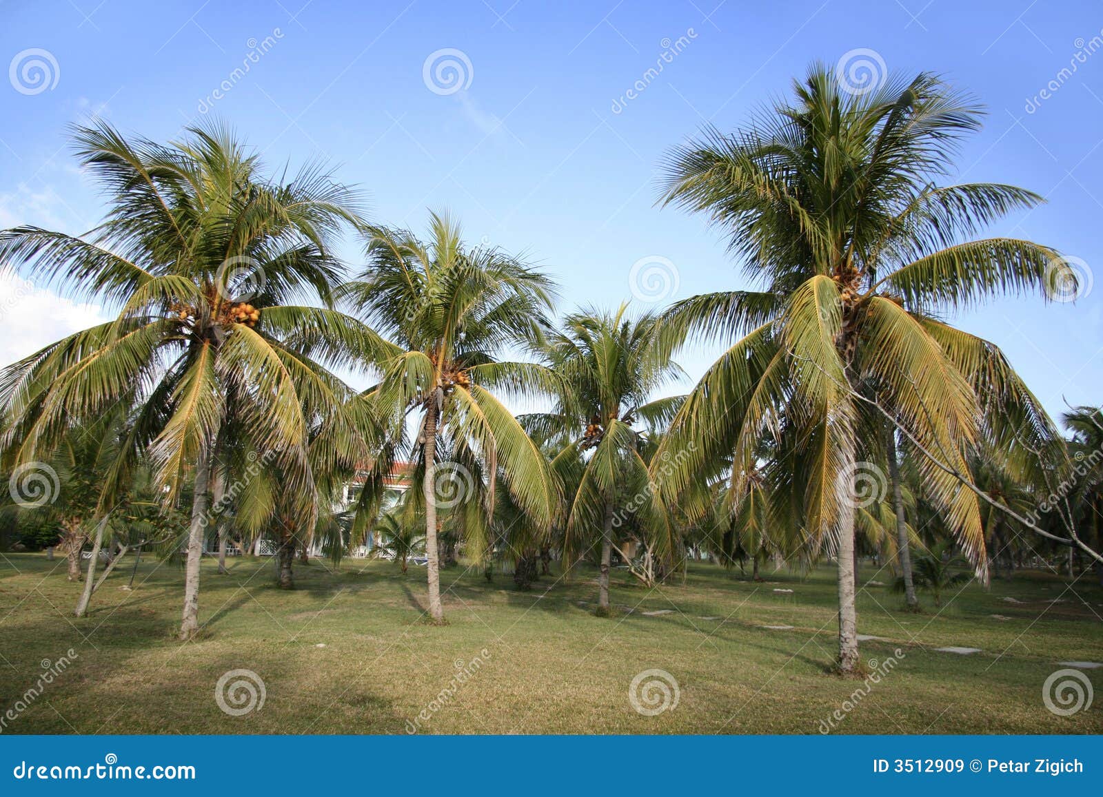 Caribbean Island stock image. Image of caribbean, leisure - 3512909