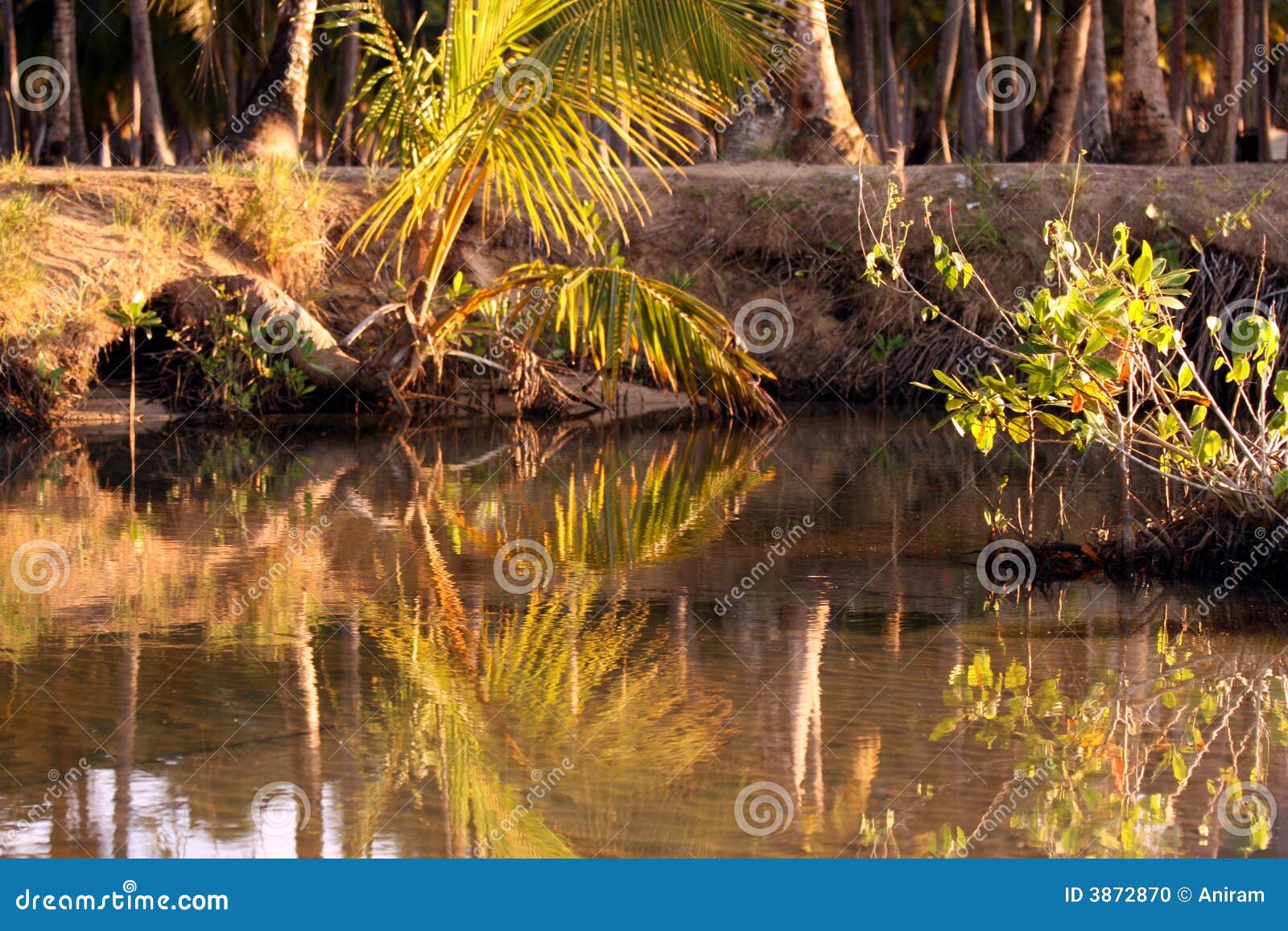 Caribbean Jungle Picture. Image: 3872870