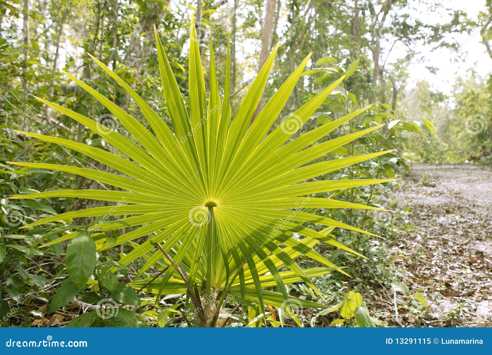 Caribbean Jungle Palm Tree Leaf Stock Image - Image of life, beautiful ...