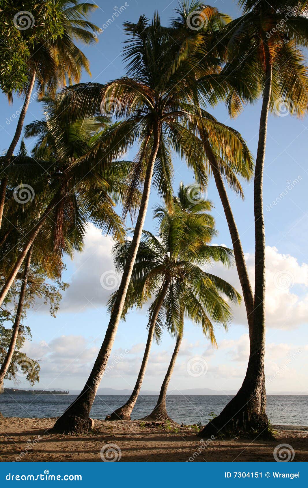 Caribbean Landscape stock image. Image of palm, environment - 7304151