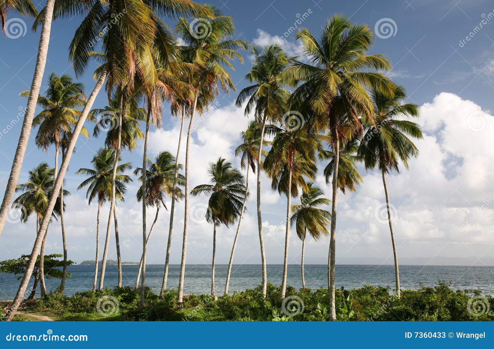 Caribbean Landscape stock image. Image of cloud, plant - 7360433