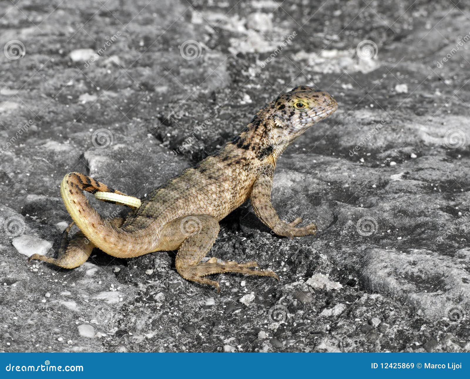 Caribbean Lizard stock image. Image of ocean, catchlight - 12425869