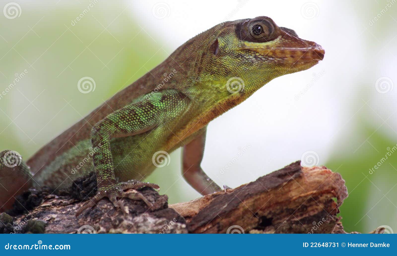 Caribbean Lizard - Tobago 03 Stock Image - Image of beak, anolis: 22648731