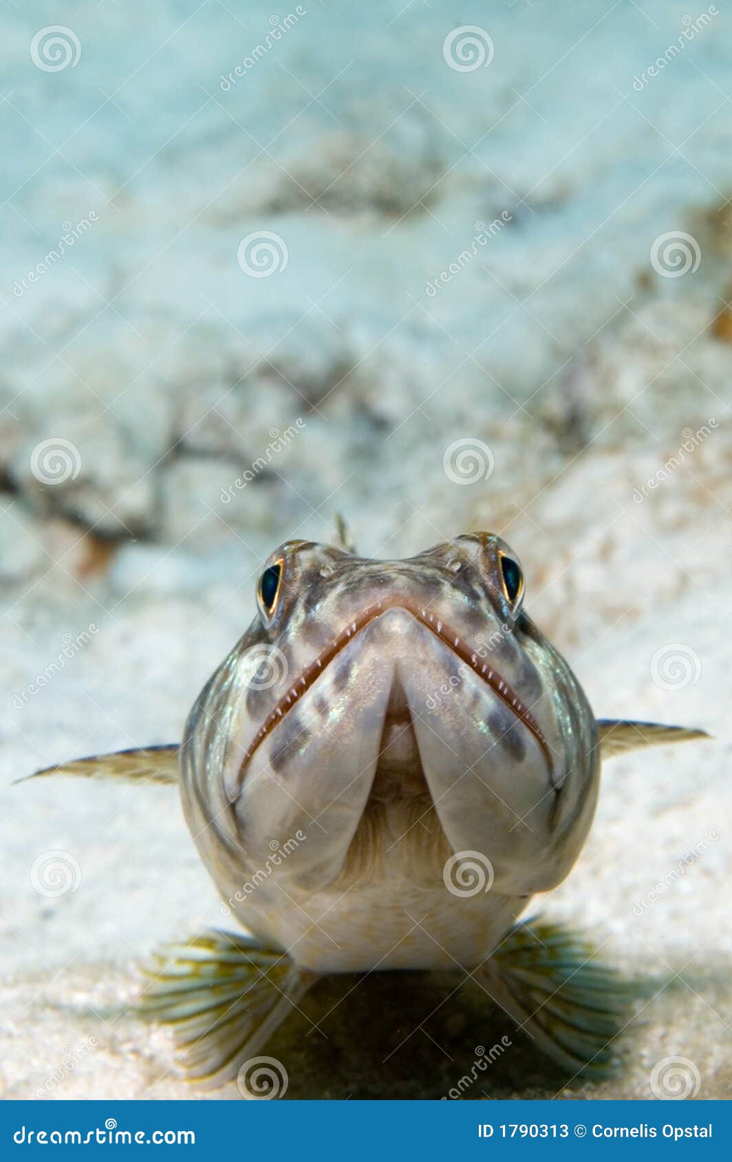Caribbean Lizardfish stock image. Image of deep, bottom - 1790313