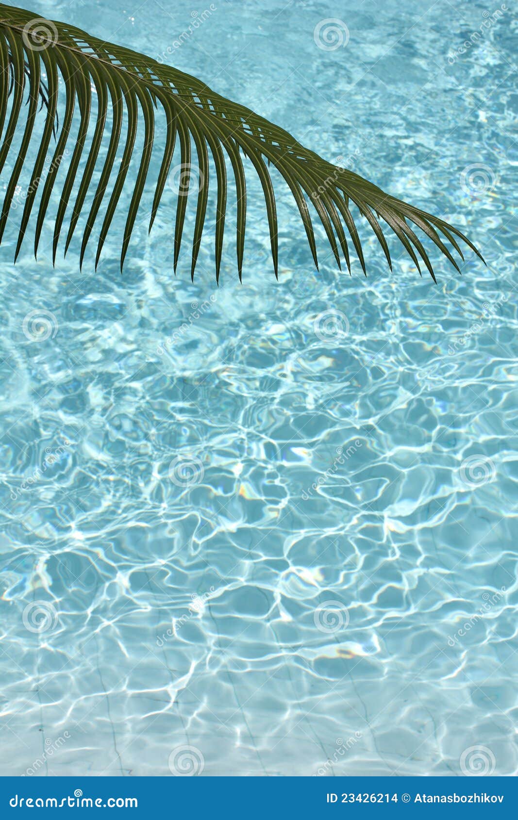 Caribbean Palm Leaf stock photo. Image of paradies, paraise - 23426214