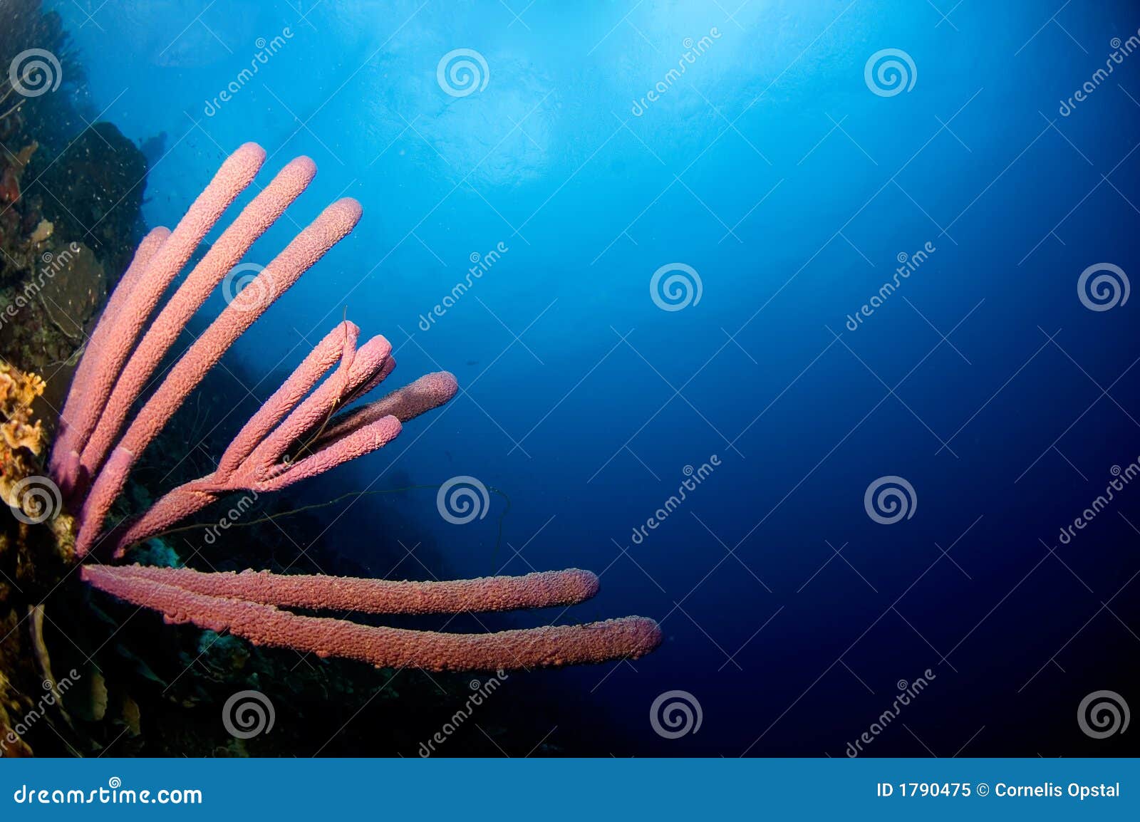 Caribbean pink sponge stock image. Image of ocean, caribbean - 1790475