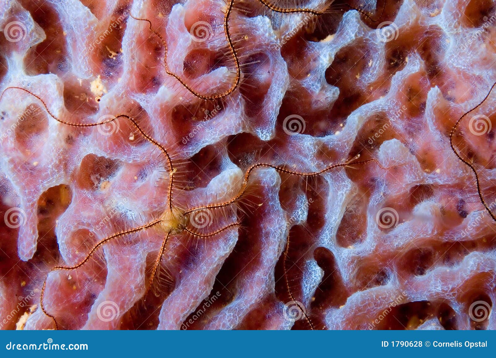Caribbean pink sponge stock photo. Image of close, water - 1790628