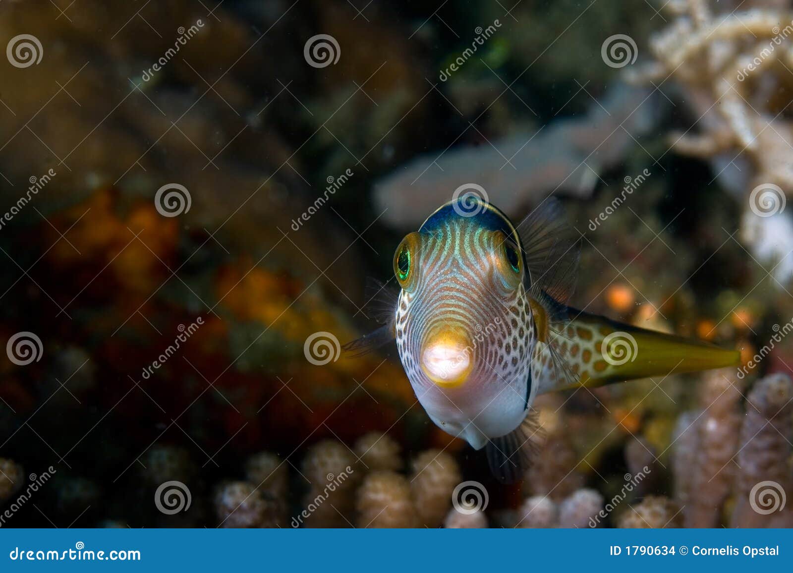 Caribbean pink sponge stock photo. Image of scuba, marine - 1790634