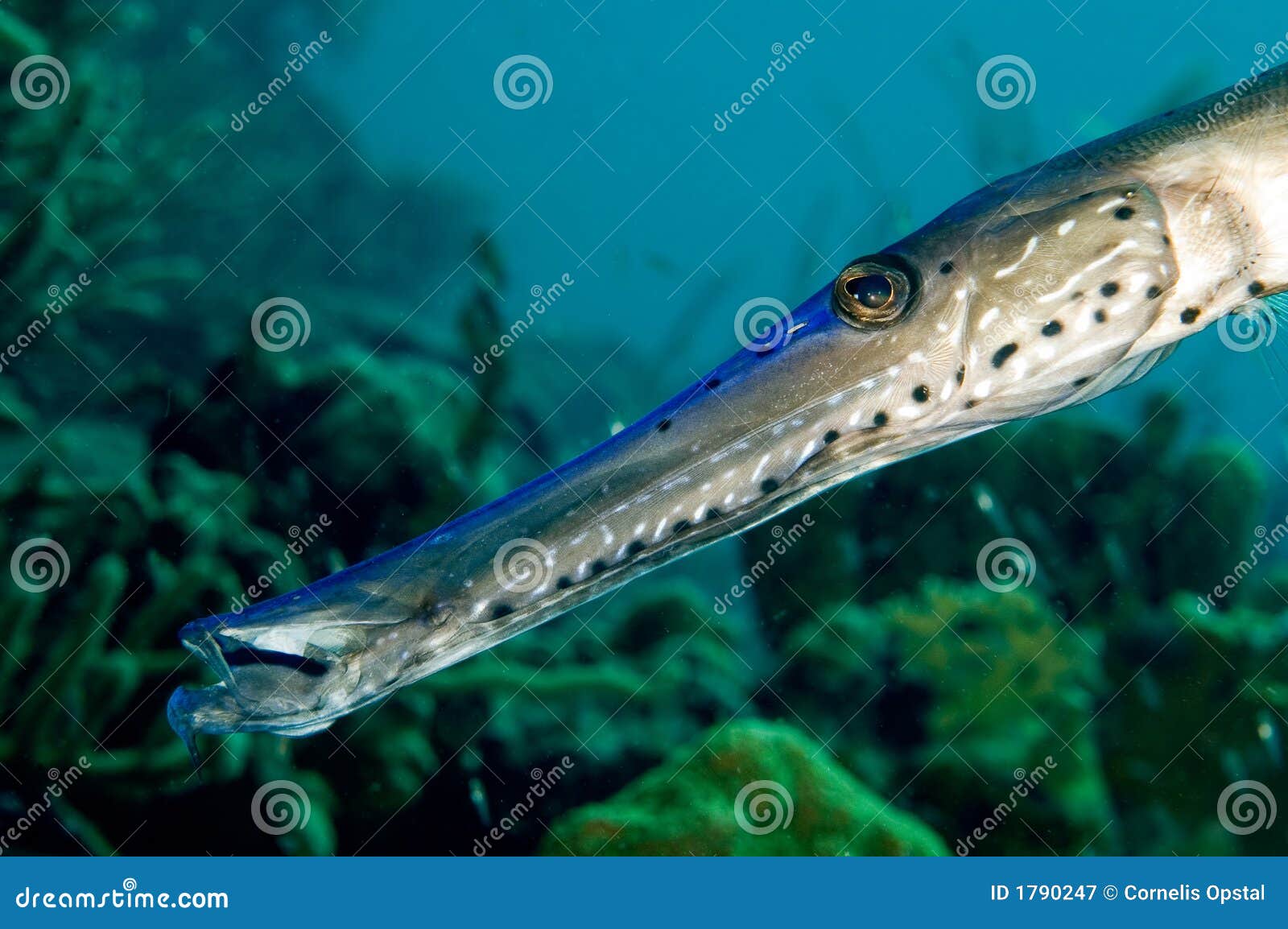 Caribbean Pipefish stock image. Image of marine, coral - 1790247
