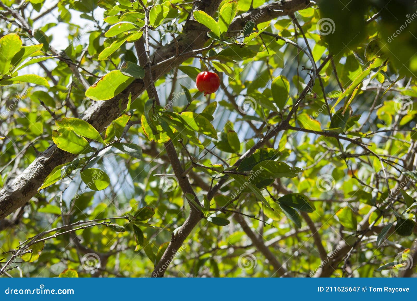 Caribbean Poisonous Cherry Apple in a Tree. Stock Image - Image of ...