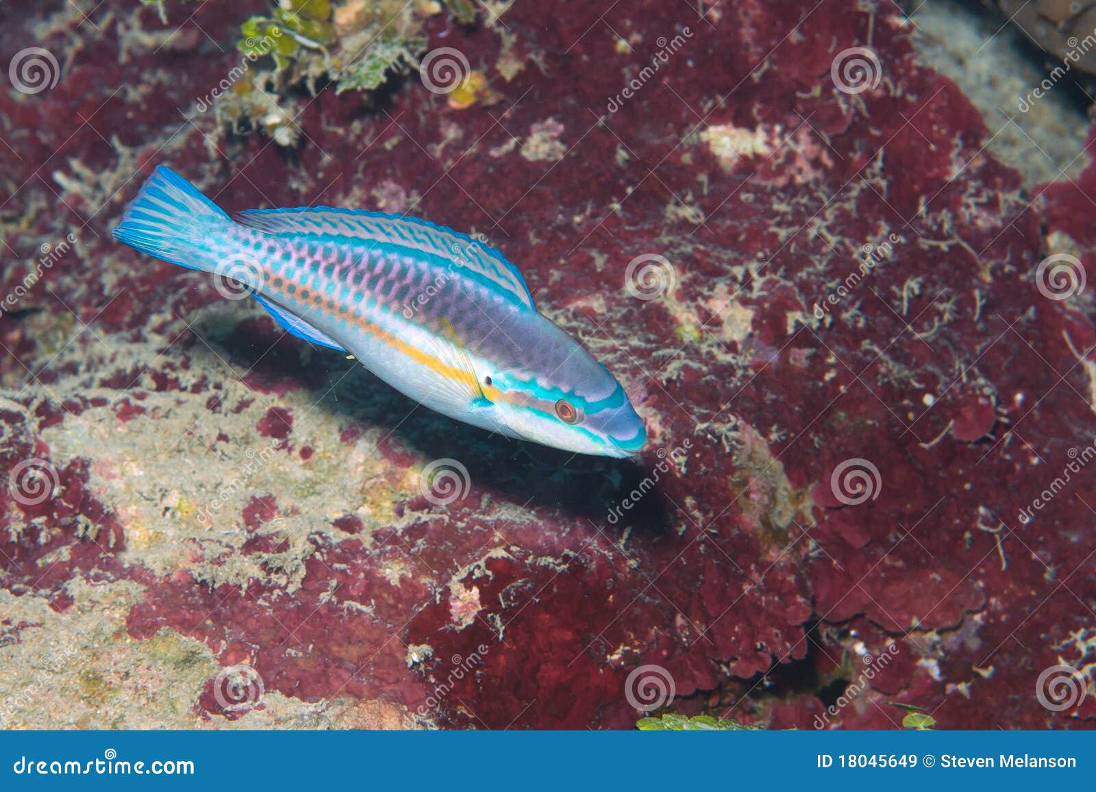 Caribbean rainbow wrasse stock image. Image of roatan - 18045649