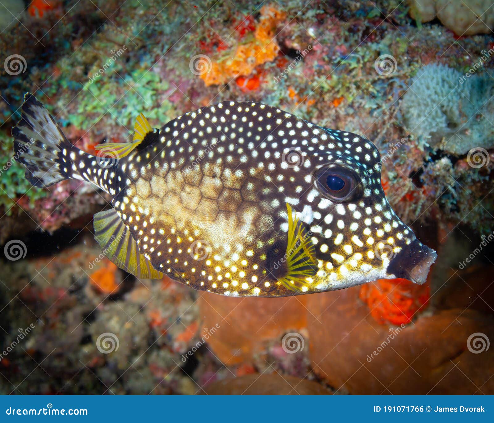 The Unique Pattern of the Boxfish Stock Photo - Image of natural ...