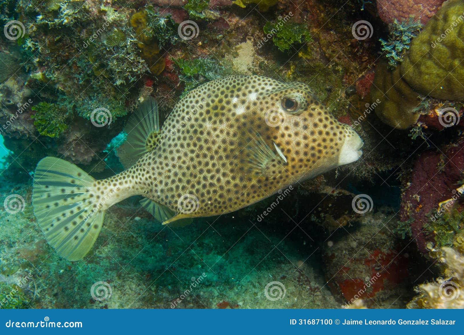 Caribbean reef fish stock photo. Image of cancun, diving - 31687100