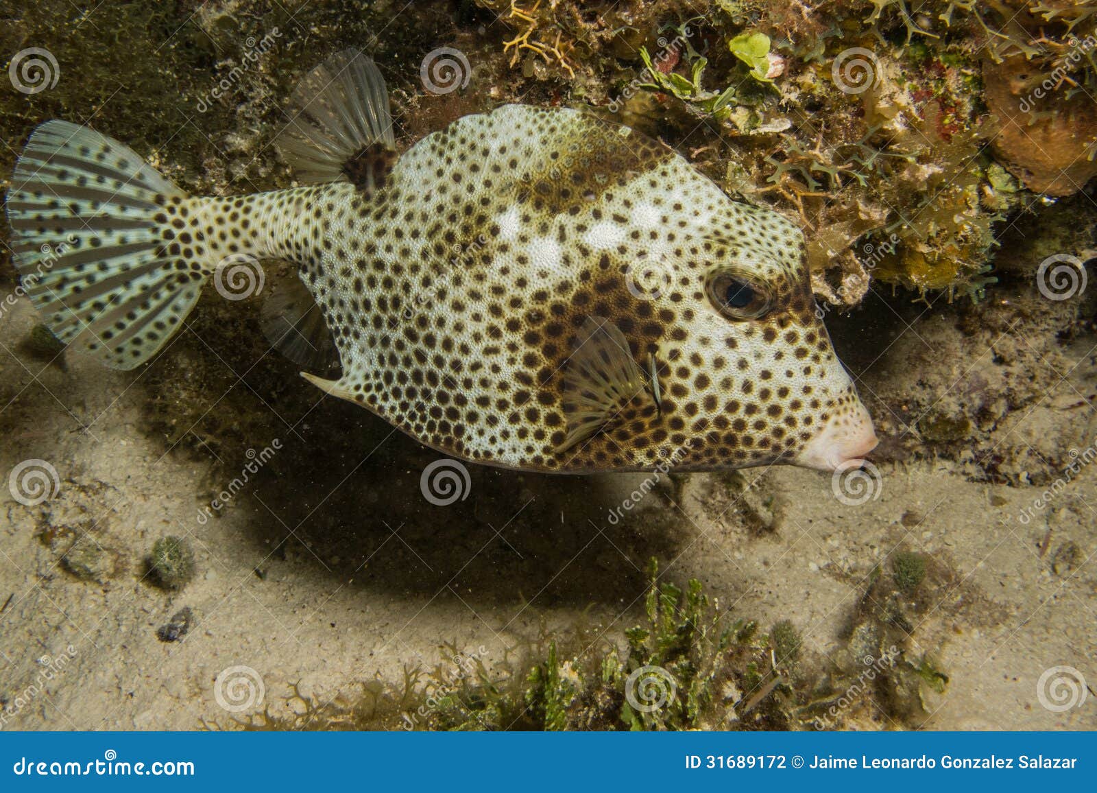 Caribbean reef fish stock photo. Image of coral, marine - 31689172