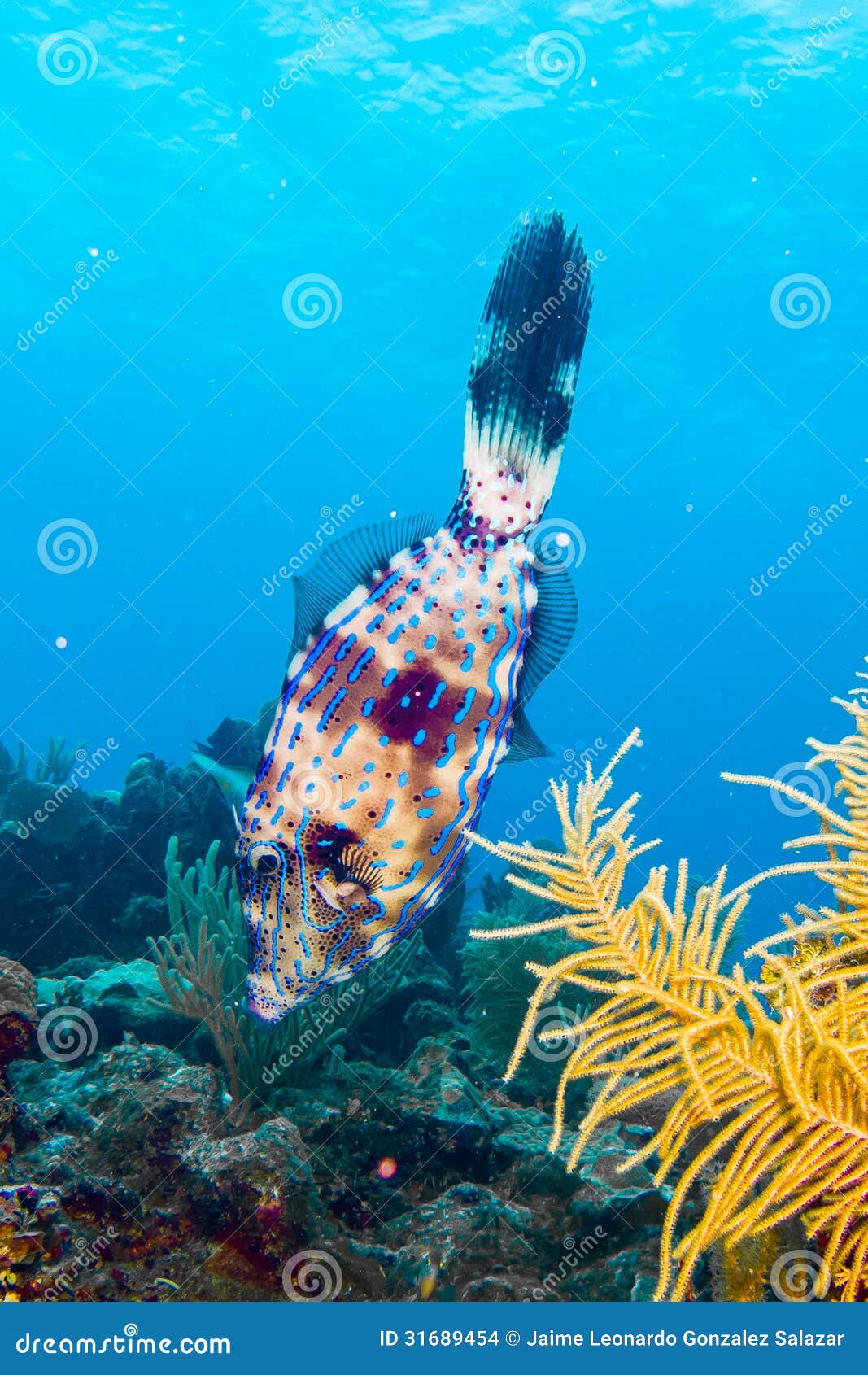 Caribbean reef fish stock photo. Image of cuba, bahamas - 31689454