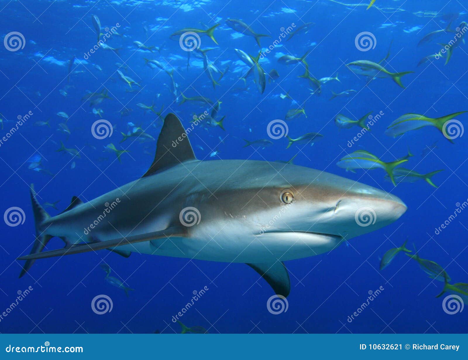 Caribbean Reef Shark stock image. Image of widlife, carcharhinus - 10632621