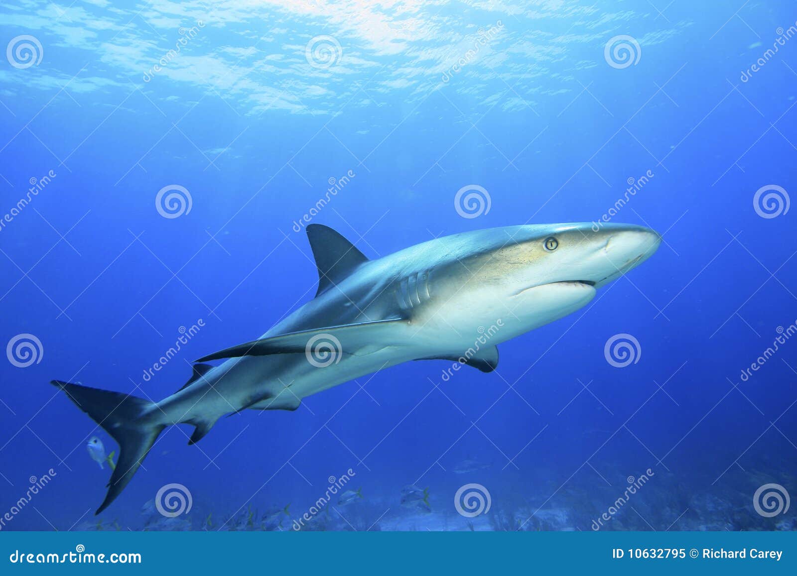 Caribbean Reef Shark stock image. Image of underwater - 10632795