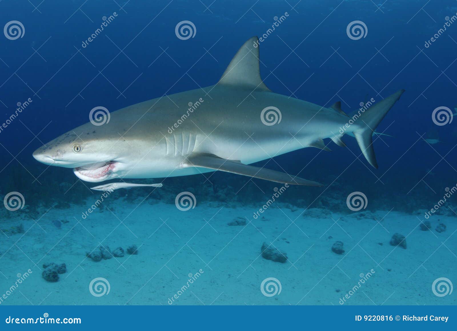 Caribbean Reef Shark stock photo. Image of ocean, fish - 9220816