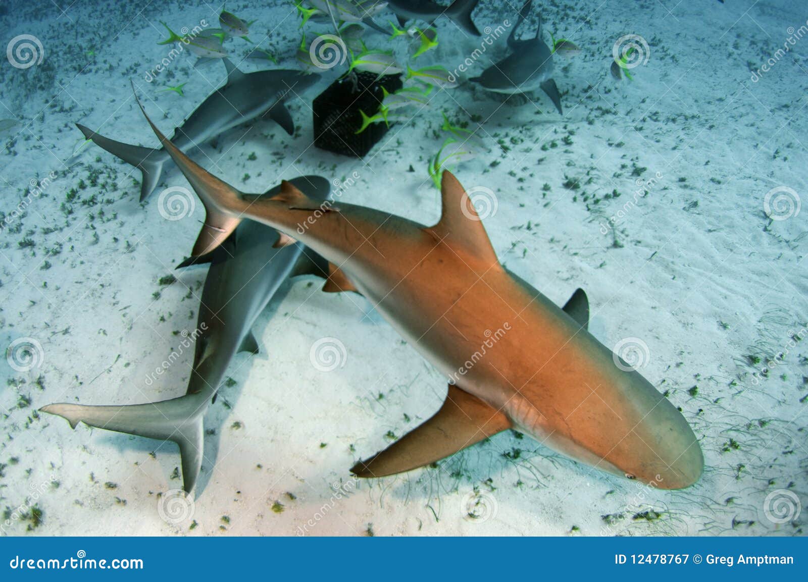 Caribbean Reef Sharks stock image. Image of shark, requiem - 12478767