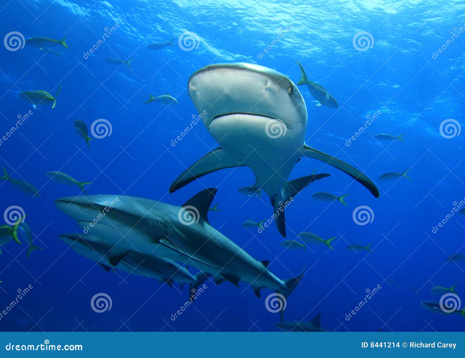Caribbean Reef Sharks stock photo. Image of grey, extreme - 8441214
