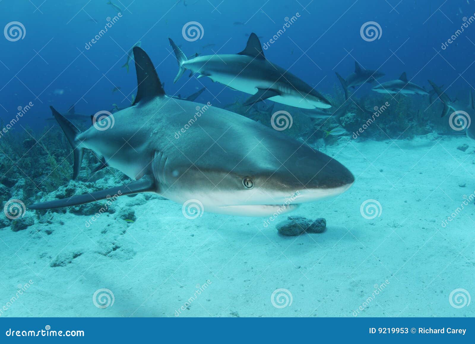 Caribbean Reef Sharks stock image. Image of fish, tropical - 9219953