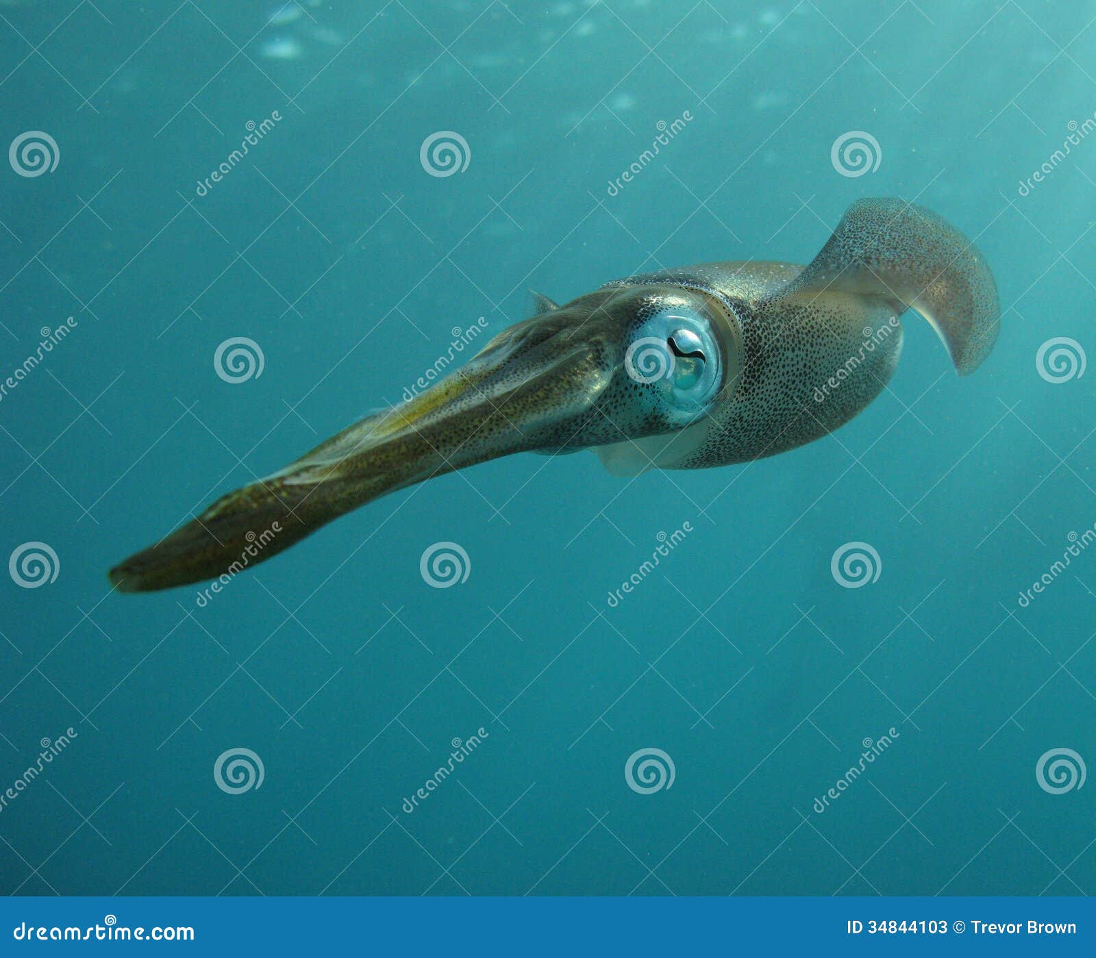 Caribbean reef squid stock image. Image of squid, diving - 34844103
